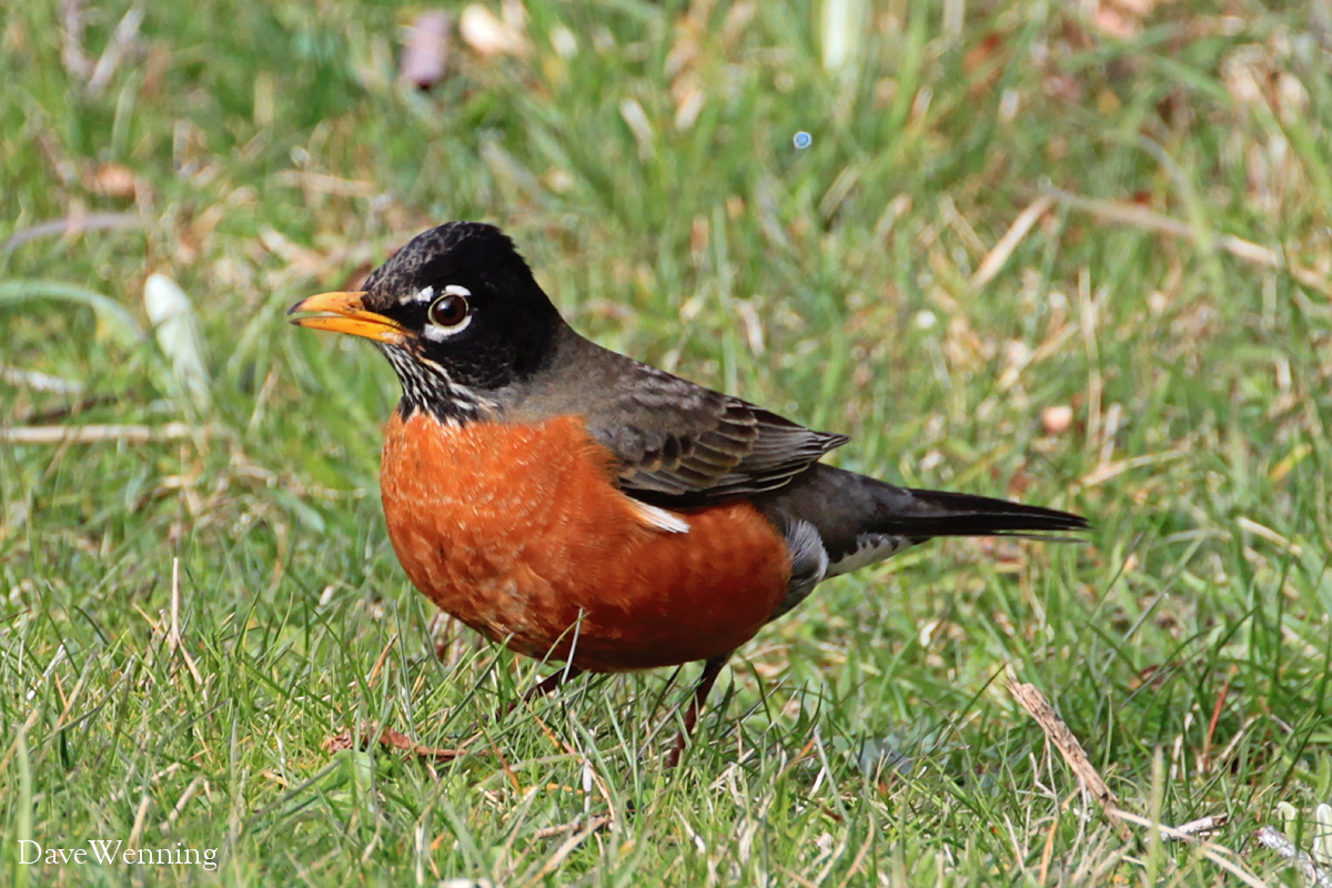 The Robins of Bowman Bay